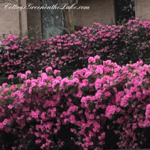 Tyler, Texas Azalea and Spring Flower Tour, Azalea Festival – Cottage ...