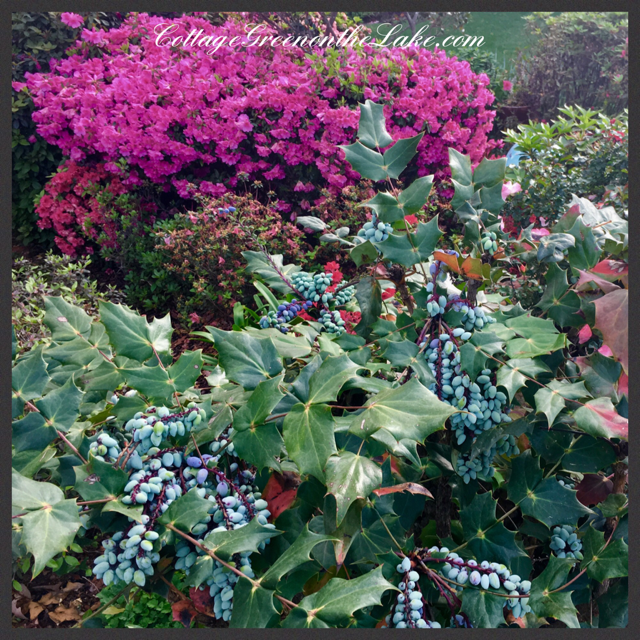 Tyler, Texas Azalea and Spring Flower Tour, Azalea Festival – Cottage ...