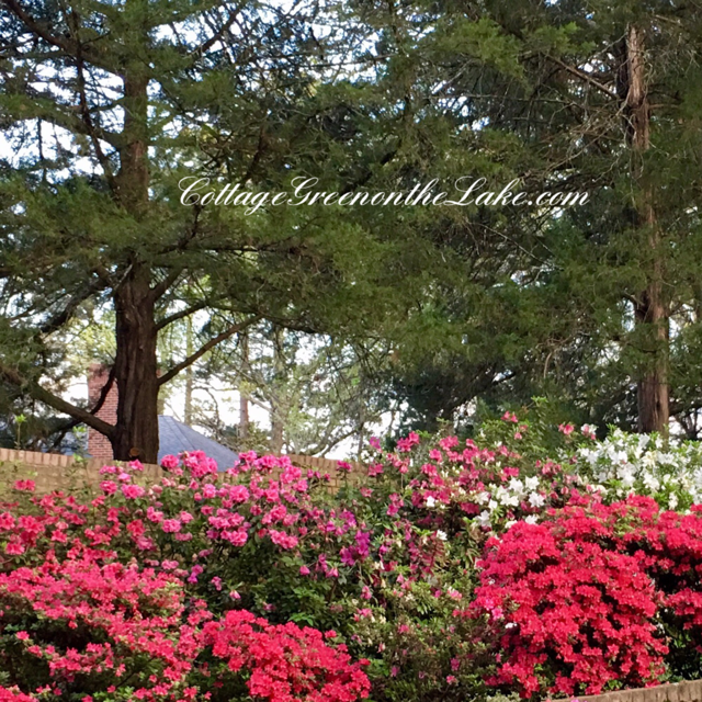 Tyler, Texas Azalea and Spring Flower Tour, Azalea Festival – Cottage ...