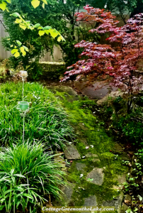 In the Cottage Greenhouse…How to Propagate and Transplant Moss ...