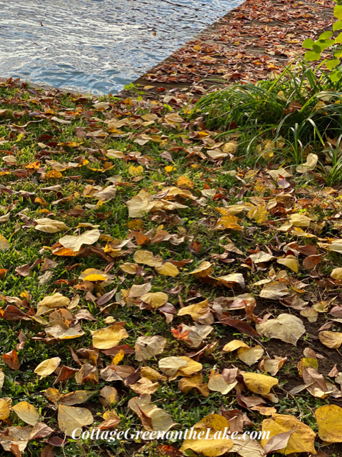Autumn in the Greenhouse: Easy Steps for Pressing and Preserving Leaves ...
